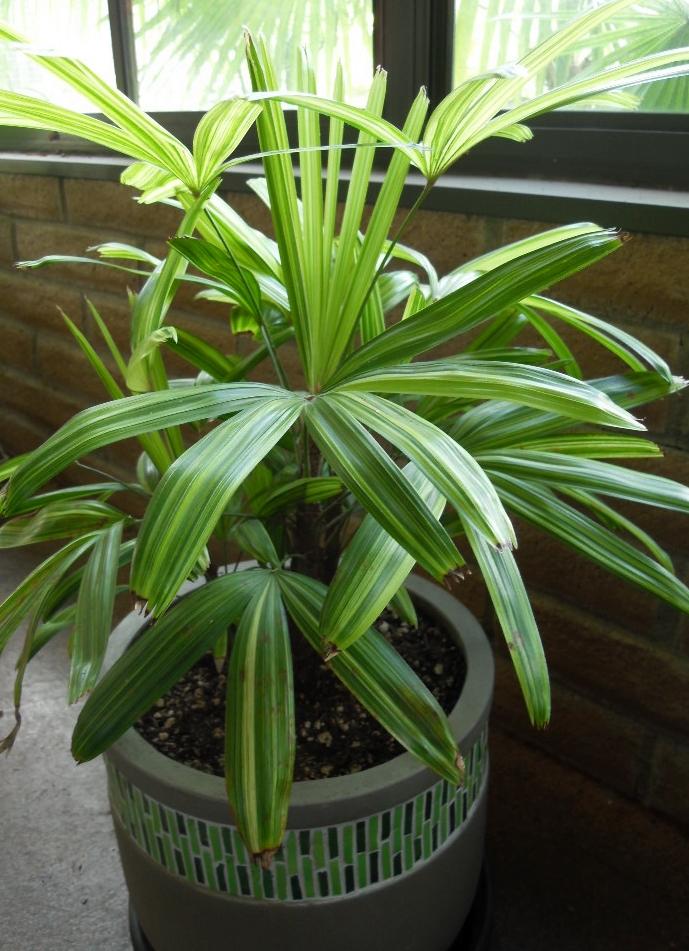 Variegated rhapis - Palms/Plants/Seeds Wanted - PalmTalk