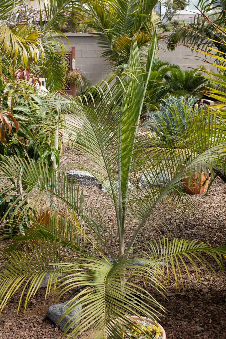 Ravenea Glauca - DISCUSSING PALM TREES WORLDWIDE - PalmTalk