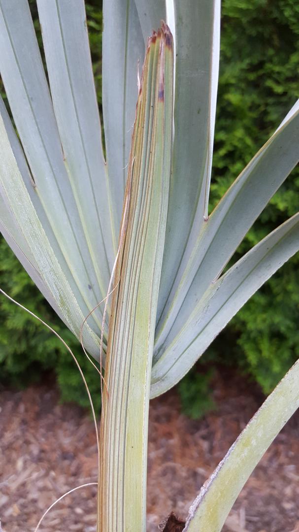 Mazari palm questions - DISCUSSING PALM TREES WORLDWIDE - PalmTalk