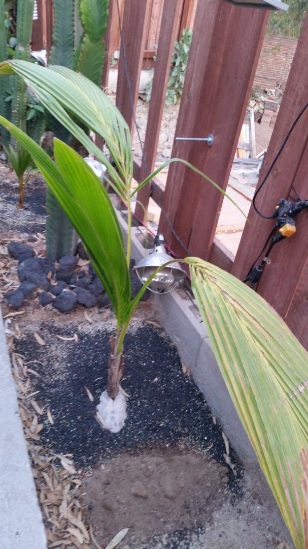 Coco nucifera in Orange County CA - TROPICAL LOOKING PLANTS - Other ...