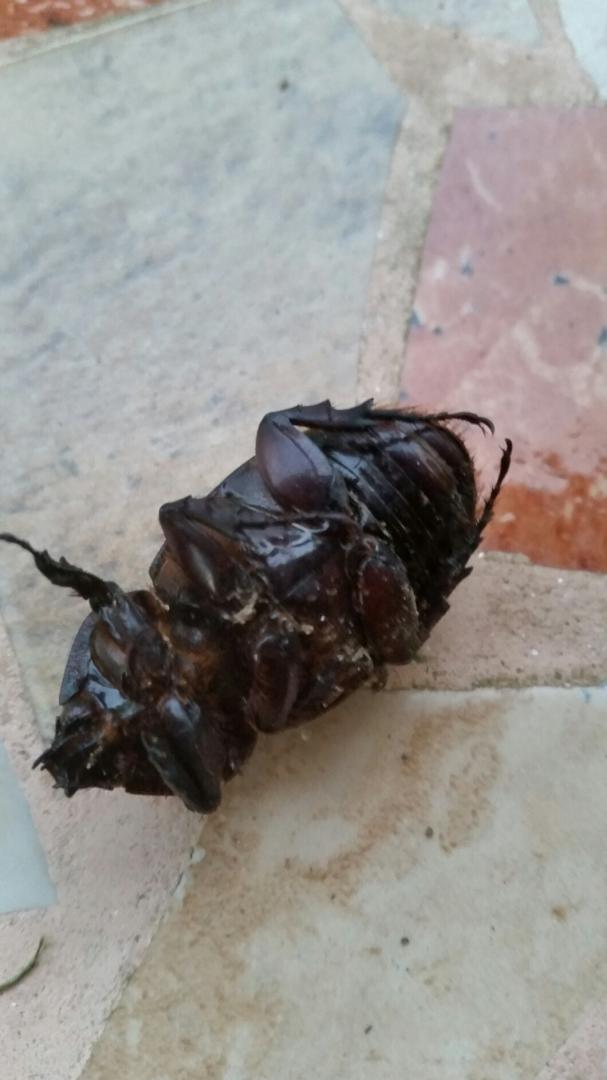 What is this? - DISCUSSING PALM TREES WORLDWIDE - PalmTalk