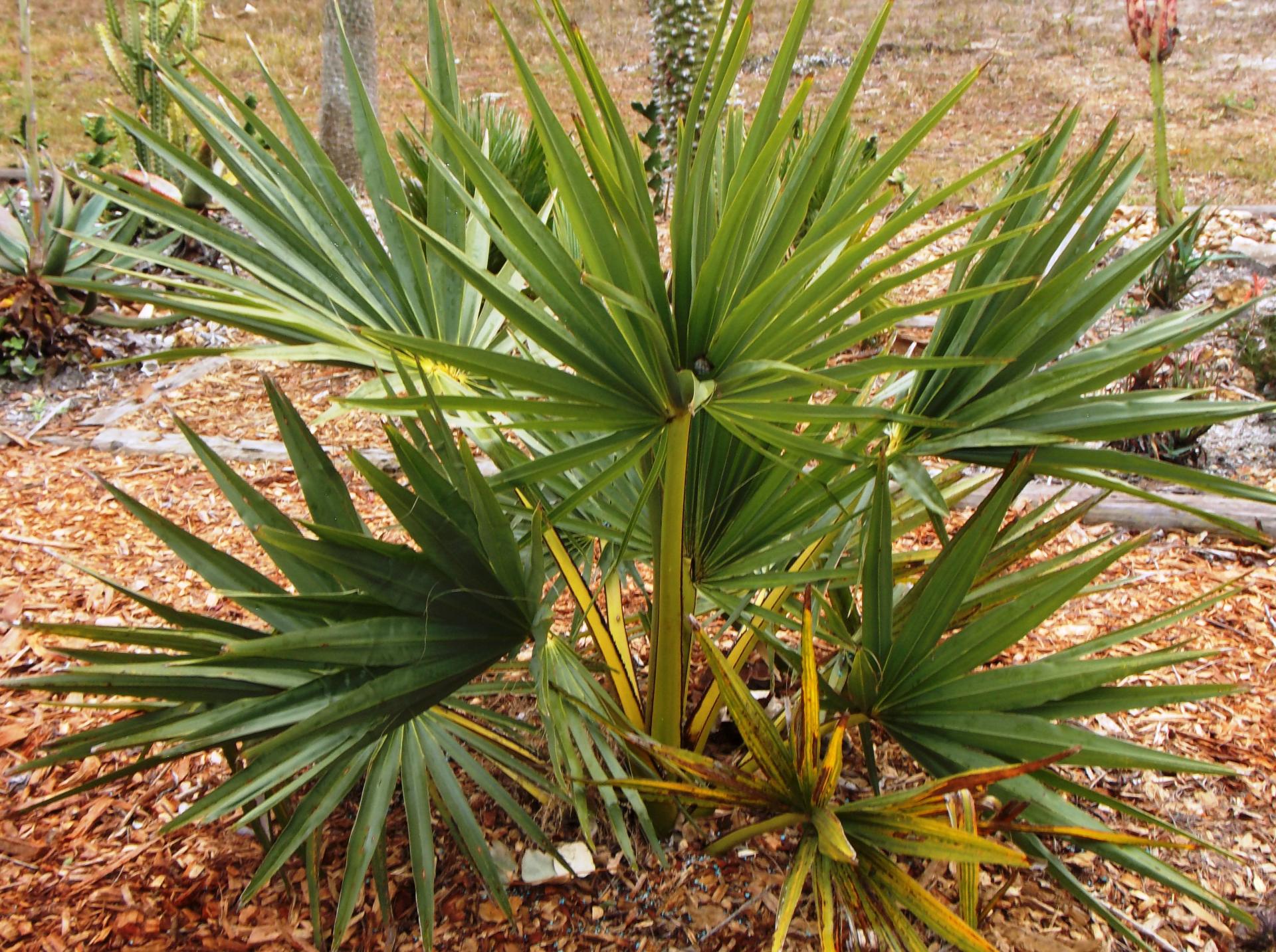 A study of Borassus - DISCUSSING PALM TREES WORLDWIDE - PalmTalk