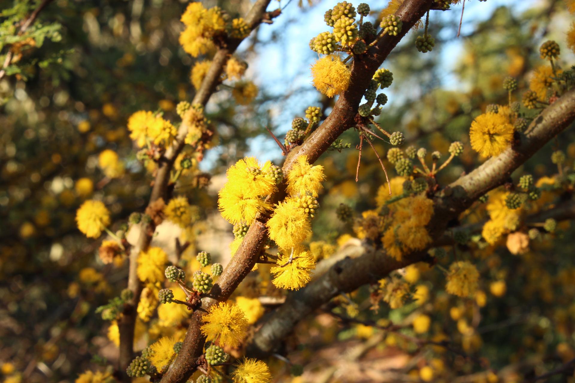 Vachellia caven - TROPICAL LOOKING PLANTS - Other Than Palms - PalmTalk