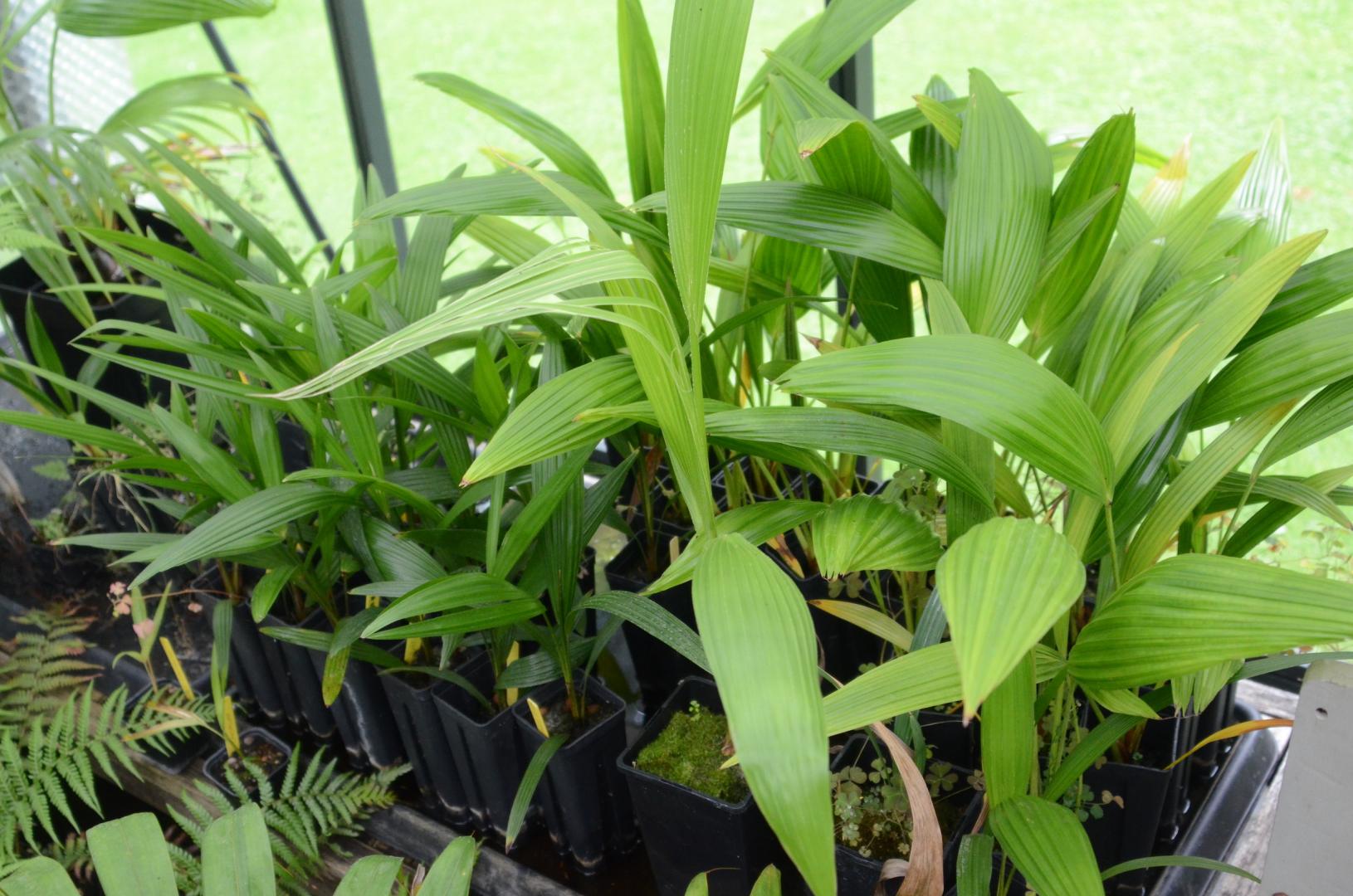 Chambeyronia macrocarpa from seeds - PALMS IN POTS - PalmTalk
