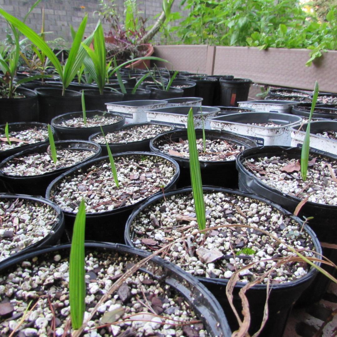 Sabal palmetto with unusually split leaves - DISCUSSING PALM TREES ...
