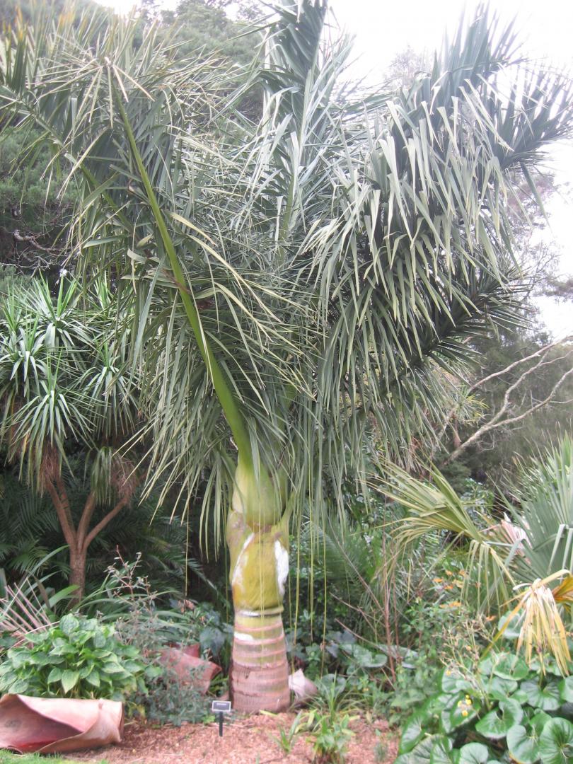 Dypsis decipiens upright form - DISCUSSING PALM TREES WORLDWIDE - PalmTalk