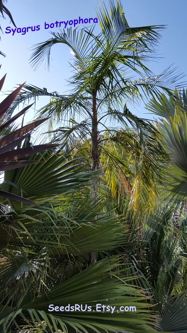 Syagrus botryophora - DISCUSSING PALM TREES WORLDWIDE - PalmTalk