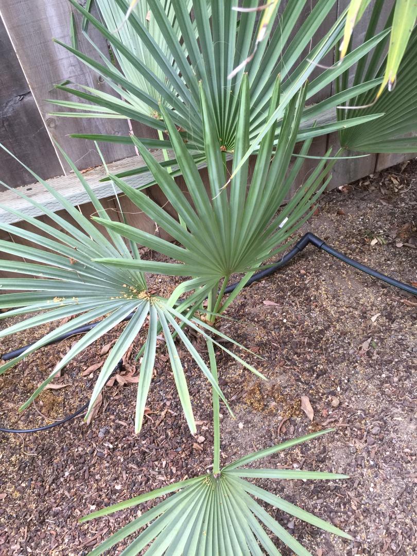 Brahea Decumbens - DISCUSSING PALM TREES WORLDWIDE - PalmTalk