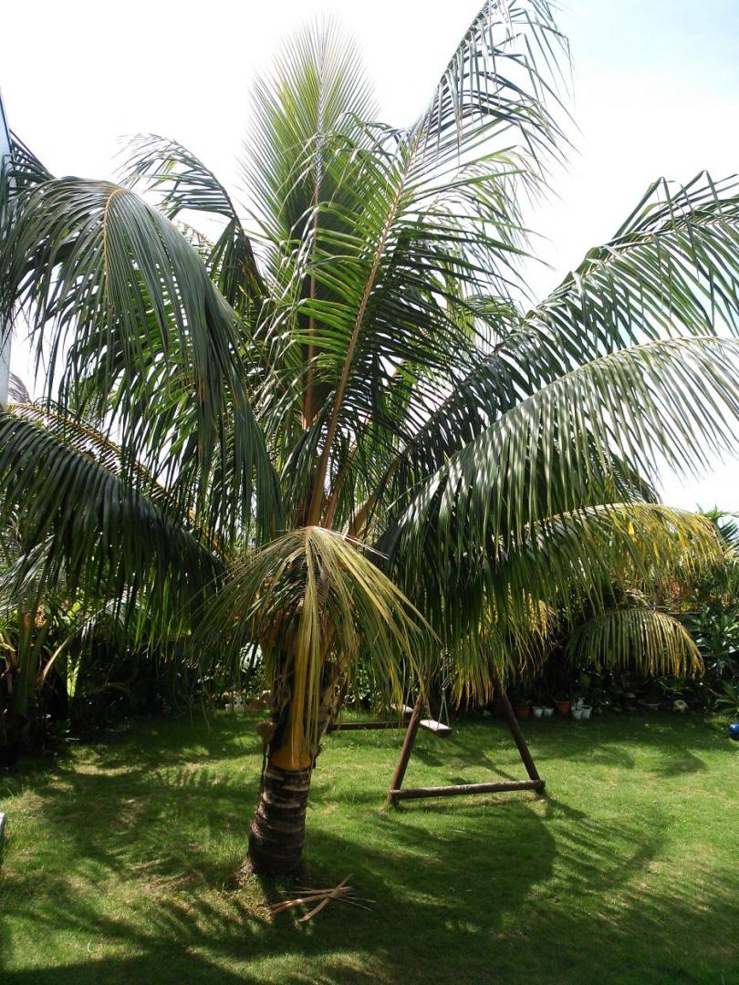 Flowering coconut - DISCUSSING PALM TREES WORLDWIDE - PalmTalk