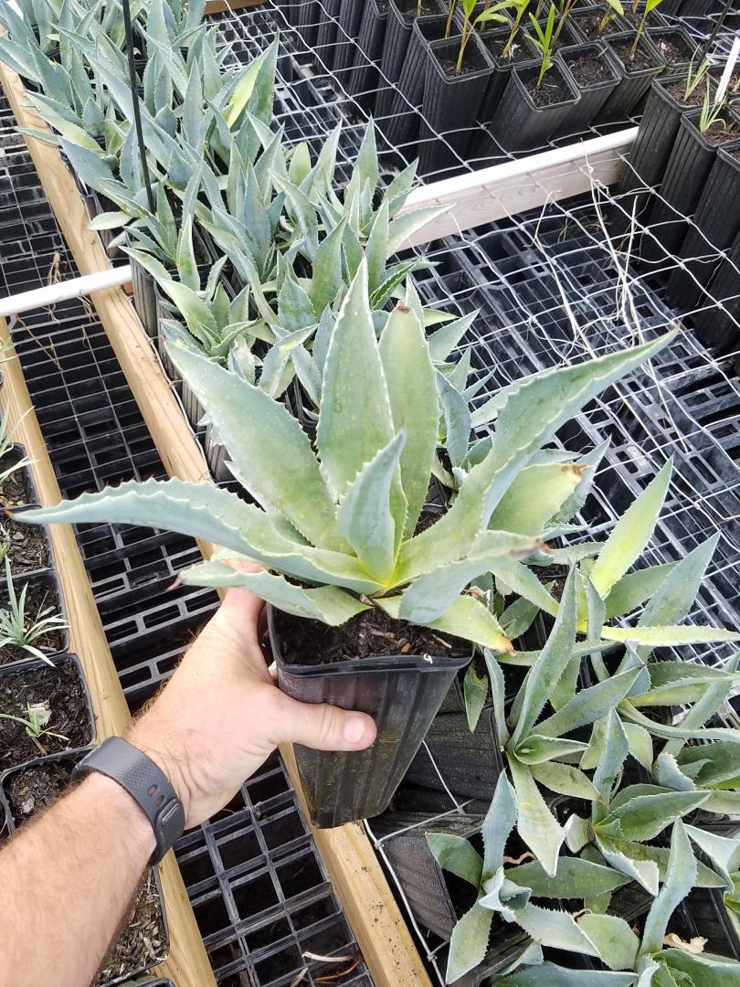 Brahea Nitida, Veitchia Joannis, Agave Americana - For Sale - PalmTalk