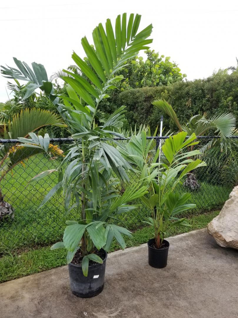 ptychosperma schefferi - For Sale - PalmTalk