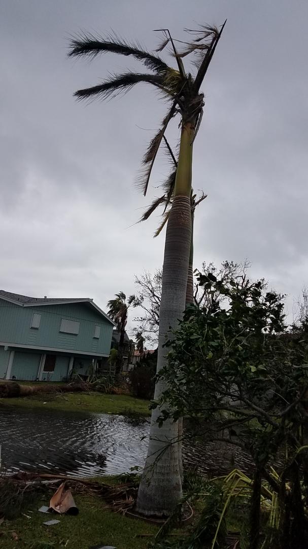 Hurricane Royal - DISCUSSING PALM TREES WORLDWIDE - PalmTalk