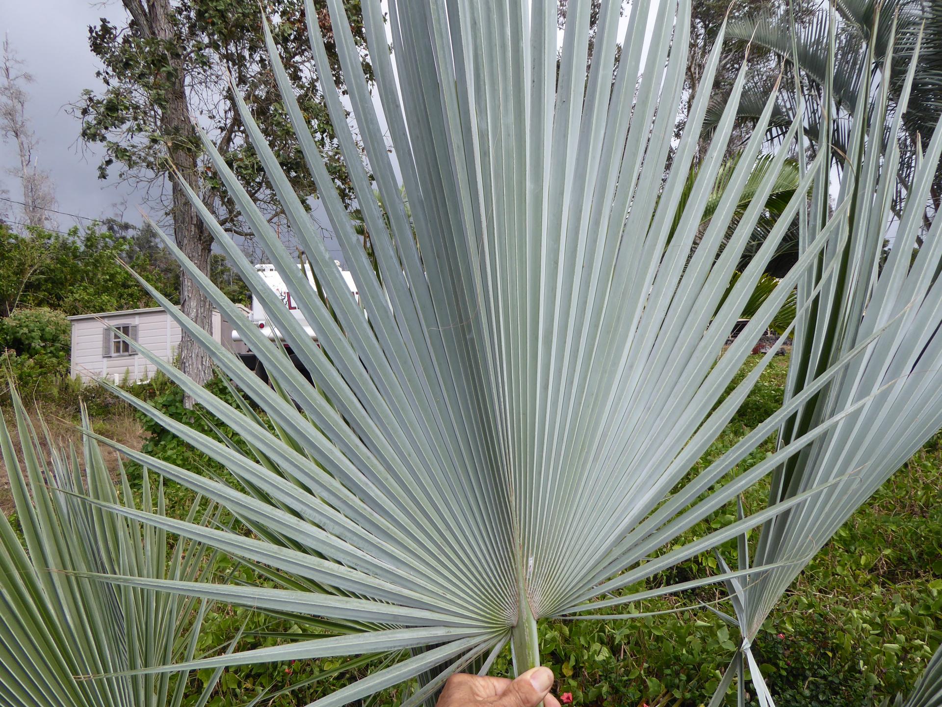 Brahea 'Super Silver' just planted - Page 2 - DISCUSSING PALM TREES ...
