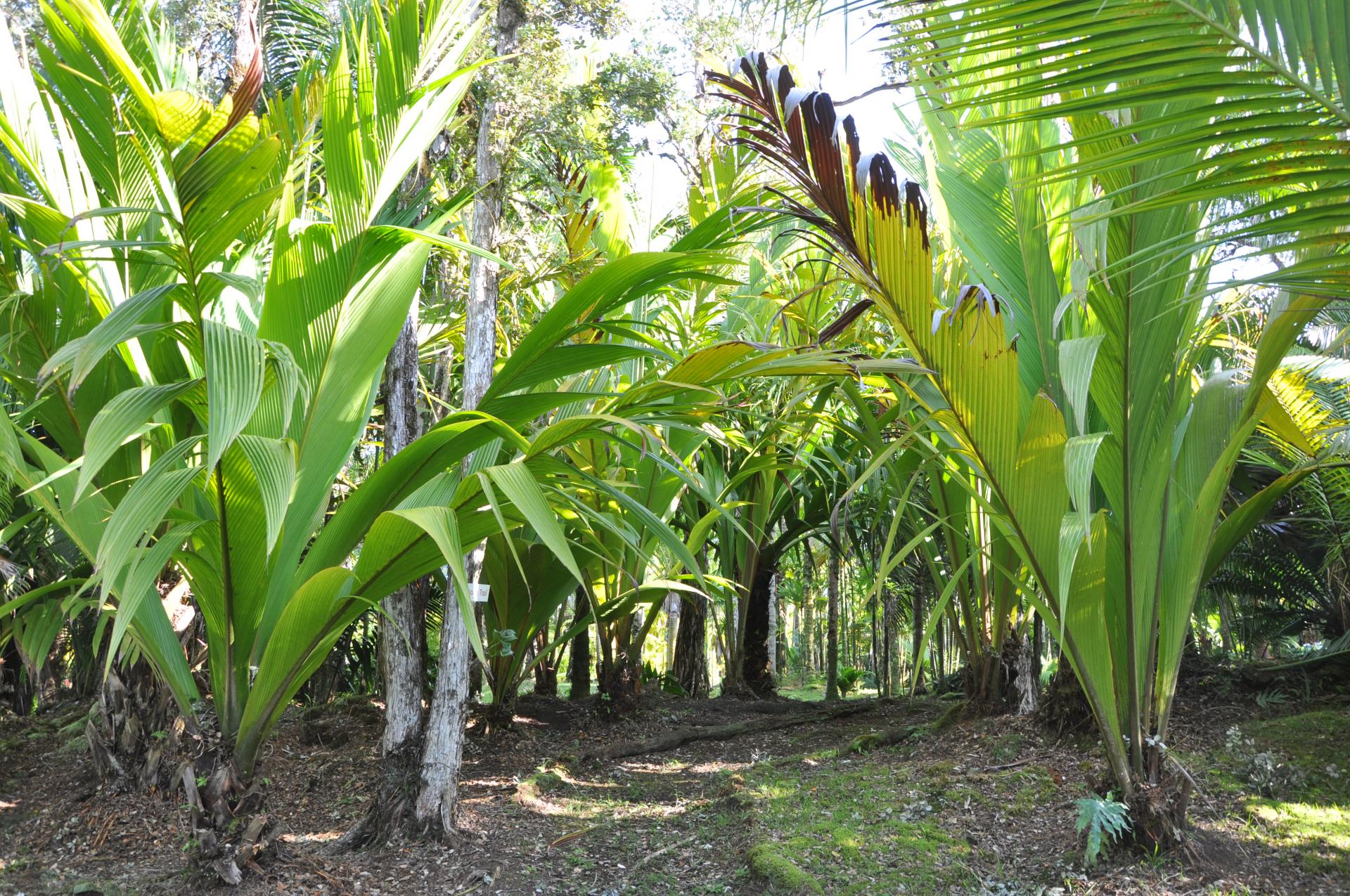 What's the secret to Marojejya? - DISCUSSING PALM TREES WORLDWIDE ...
