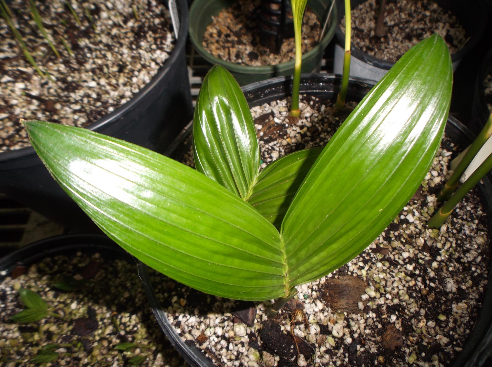 Areca catechu dwarf seedlings vs normal seedlings - DISCUSSING PALM ...
