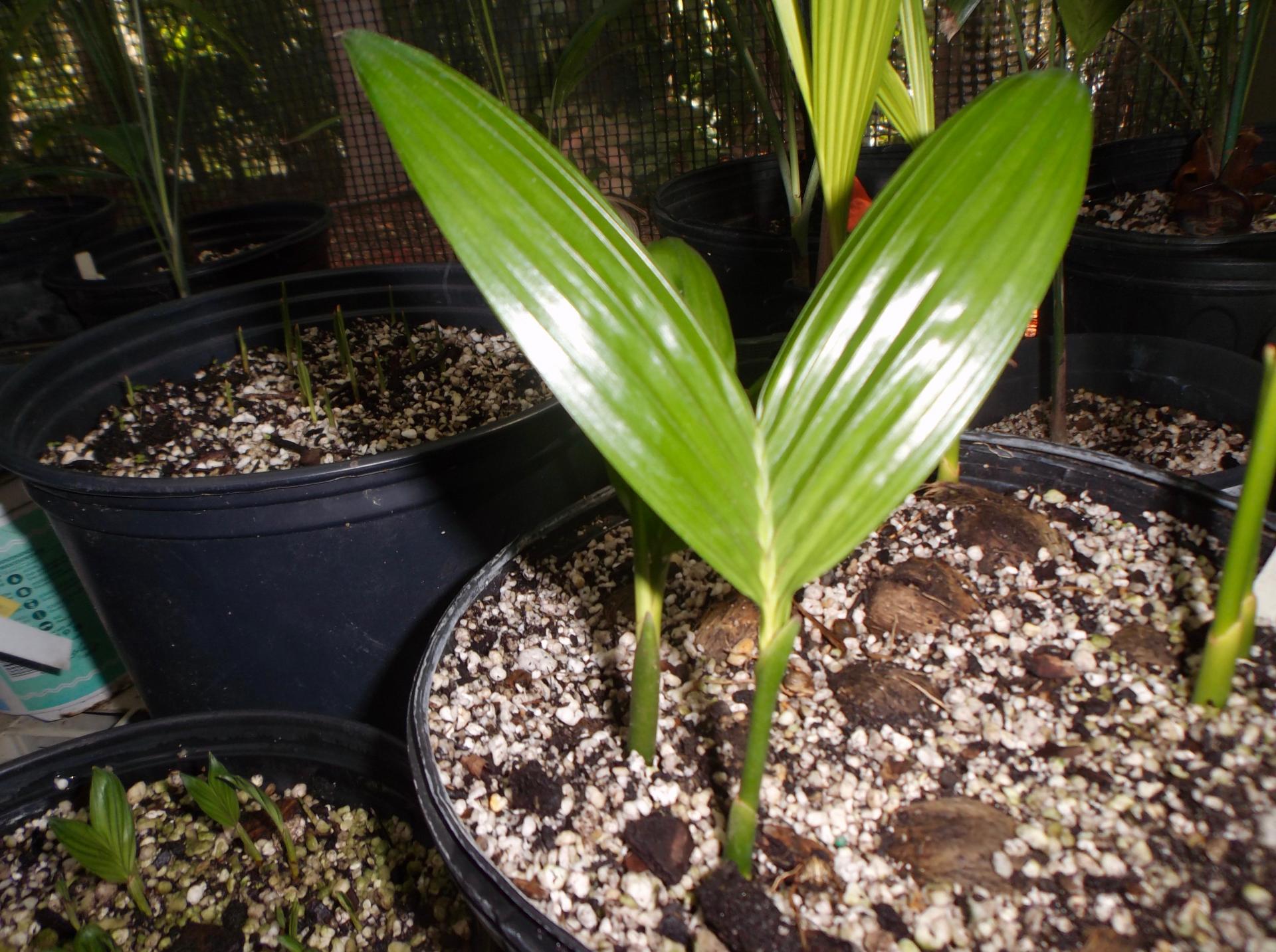 Areca catechu dwarf seedlings vs normal seedlings - DISCUSSING PALM ...