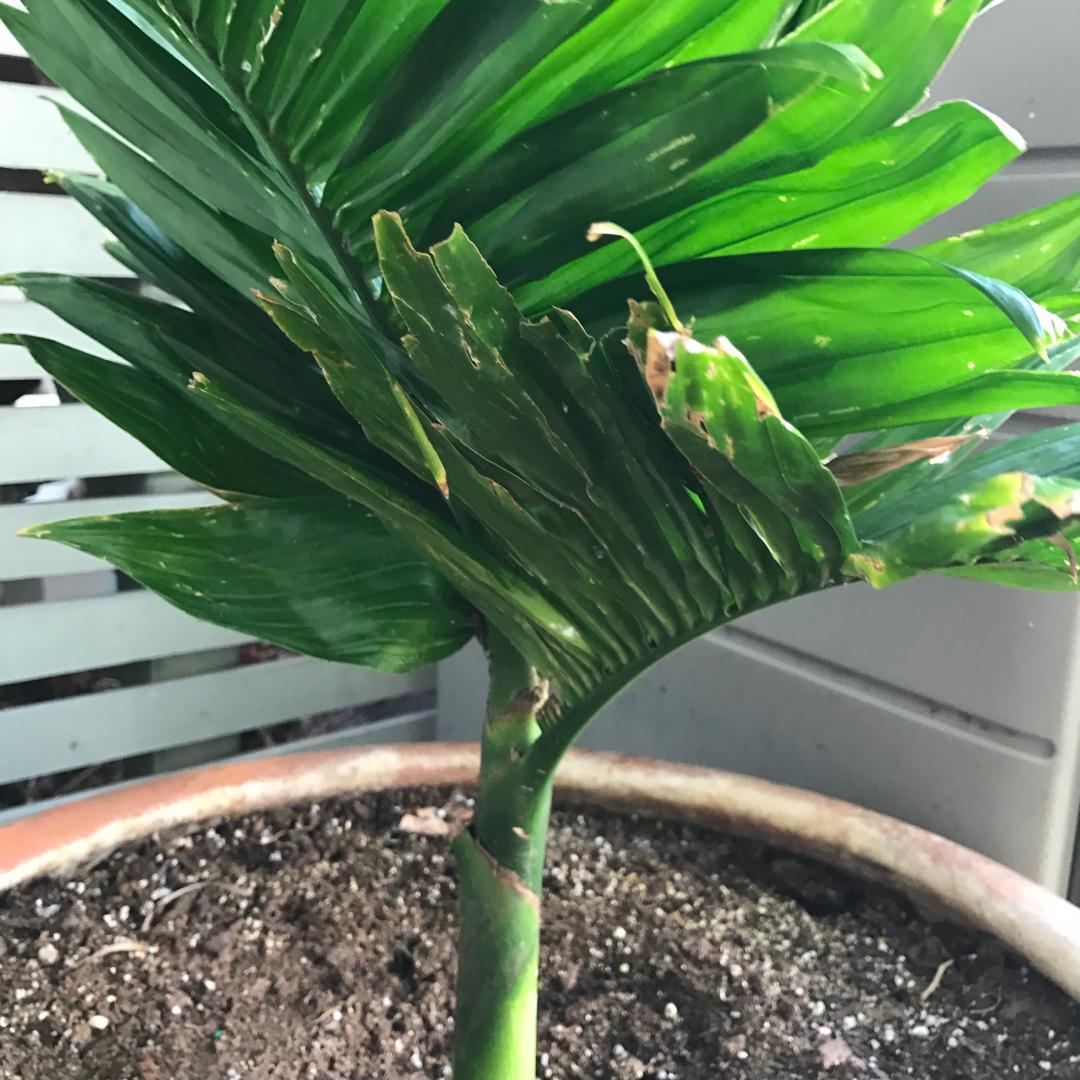 Areca catechu dwarf seedlings vs normal seedlings - DISCUSSING PALM ...