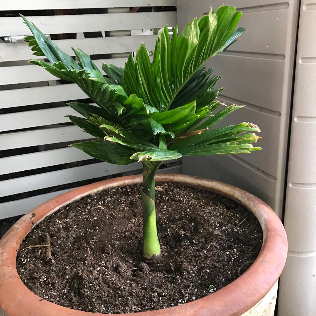 Areca catechu dwarf seedlings vs normal seedlings - DISCUSSING PALM ...