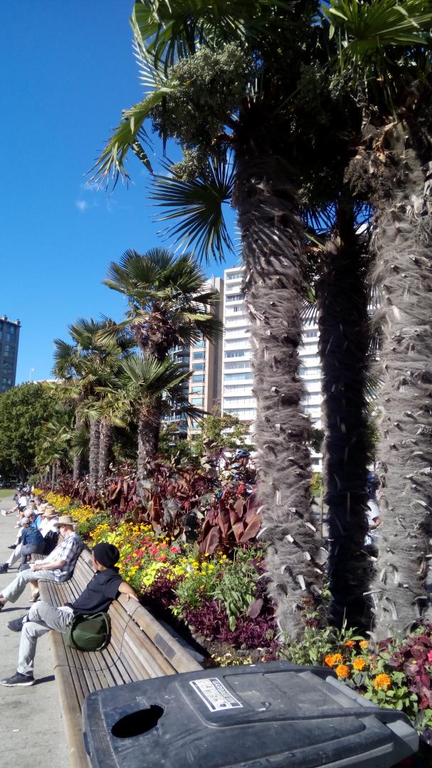 Good job Canada - DISCUSSING PALM TREES WORLDWIDE - PalmTalk