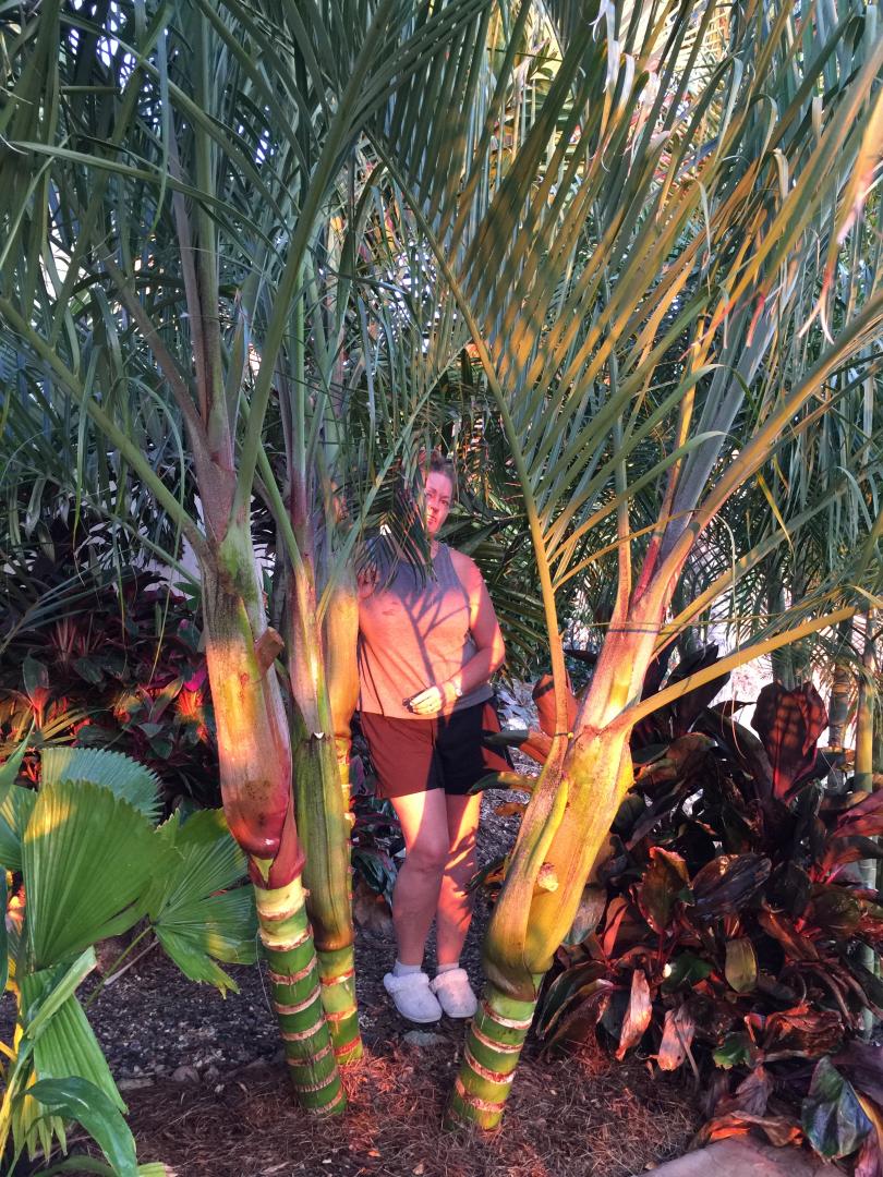 Dypsis heteromorpha getting large - DISCUSSING PALM TREES WORLDWIDE ...