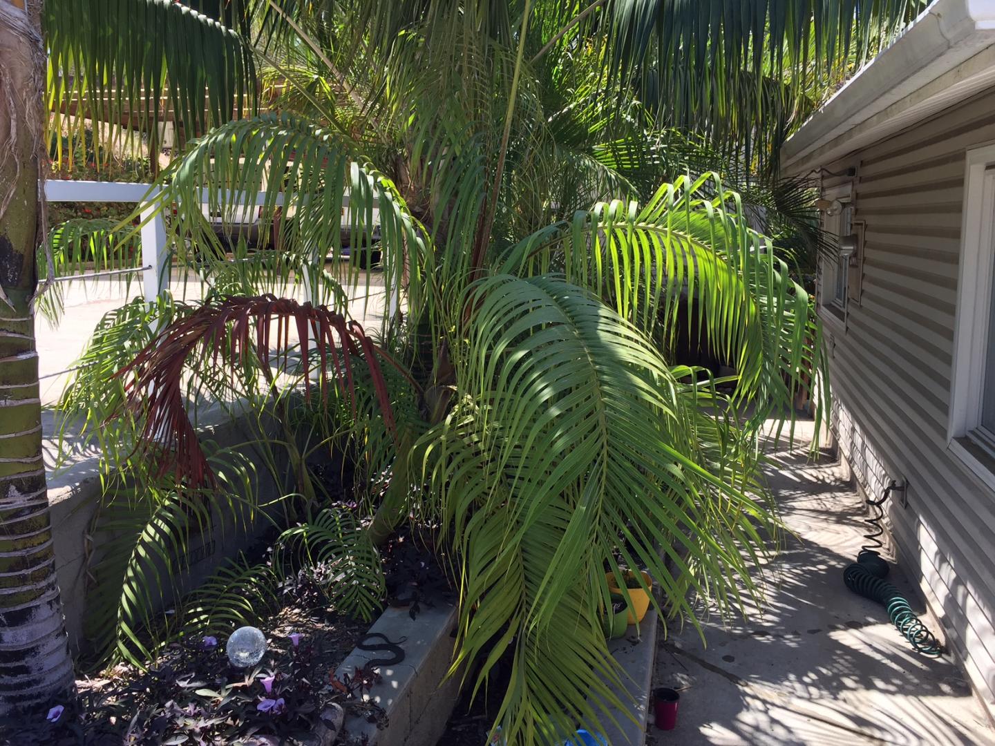 Dypsis heteromorpha getting large - DISCUSSING PALM TREES WORLDWIDE ...