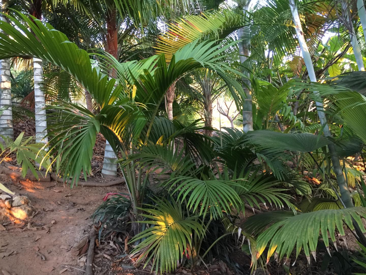 When you finally have some shade - DISCUSSING PALM TREES WORLDWIDE ...