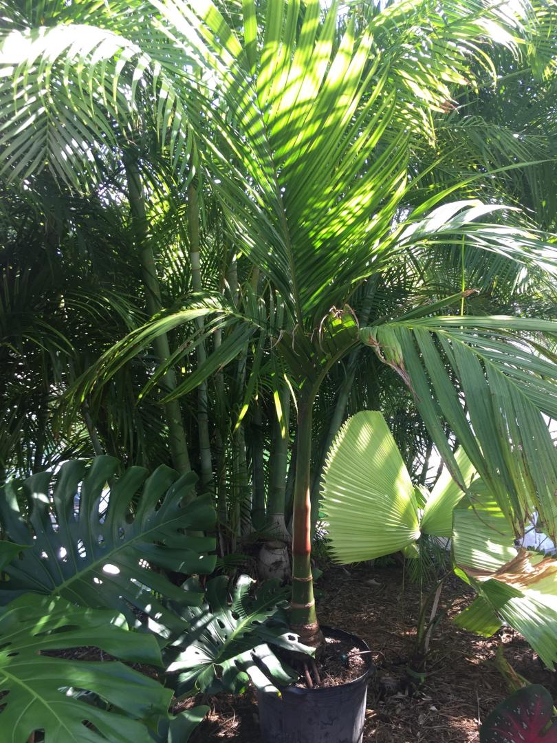 Areca macrocalyx - DISCUSSING PALM TREES WORLDWIDE - PalmTalk