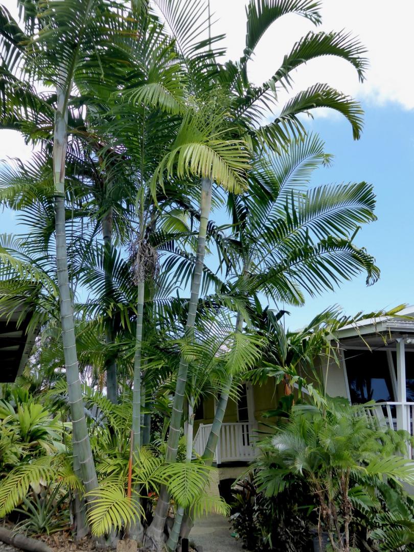 Dypsis Pembana Common Name