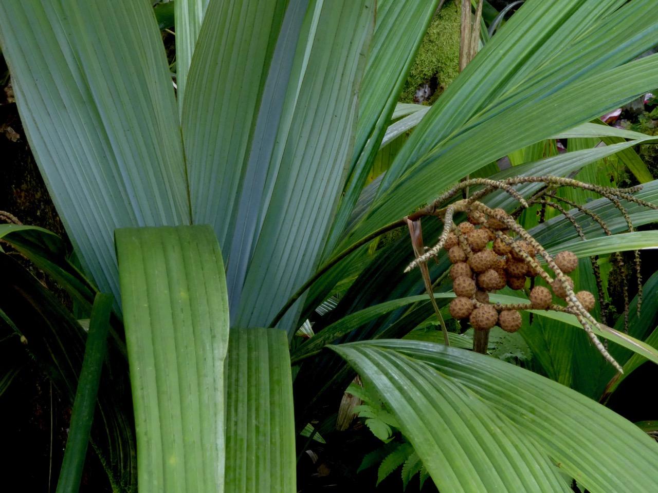 Sommieria fruiting - DISCUSSING PALM TREES WORLDWIDE - PalmTalk
