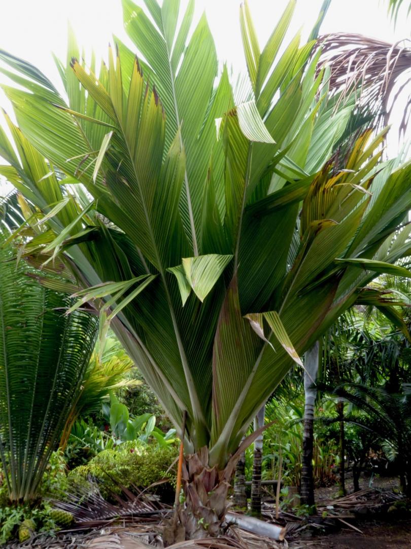 What's the secret to Marojejya? - DISCUSSING PALM TREES WORLDWIDE ...