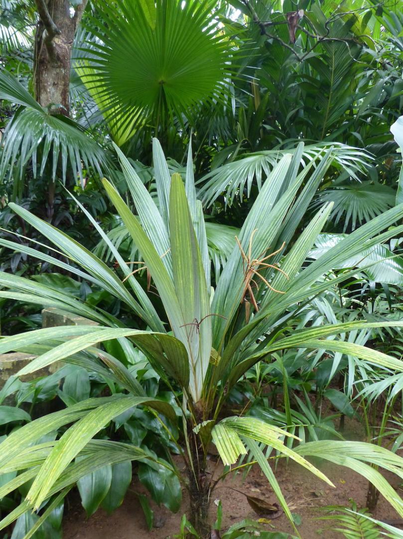 Sommieria leucophylla in First Garden - DISCUSSING PALM TREES WORLDWIDE ...