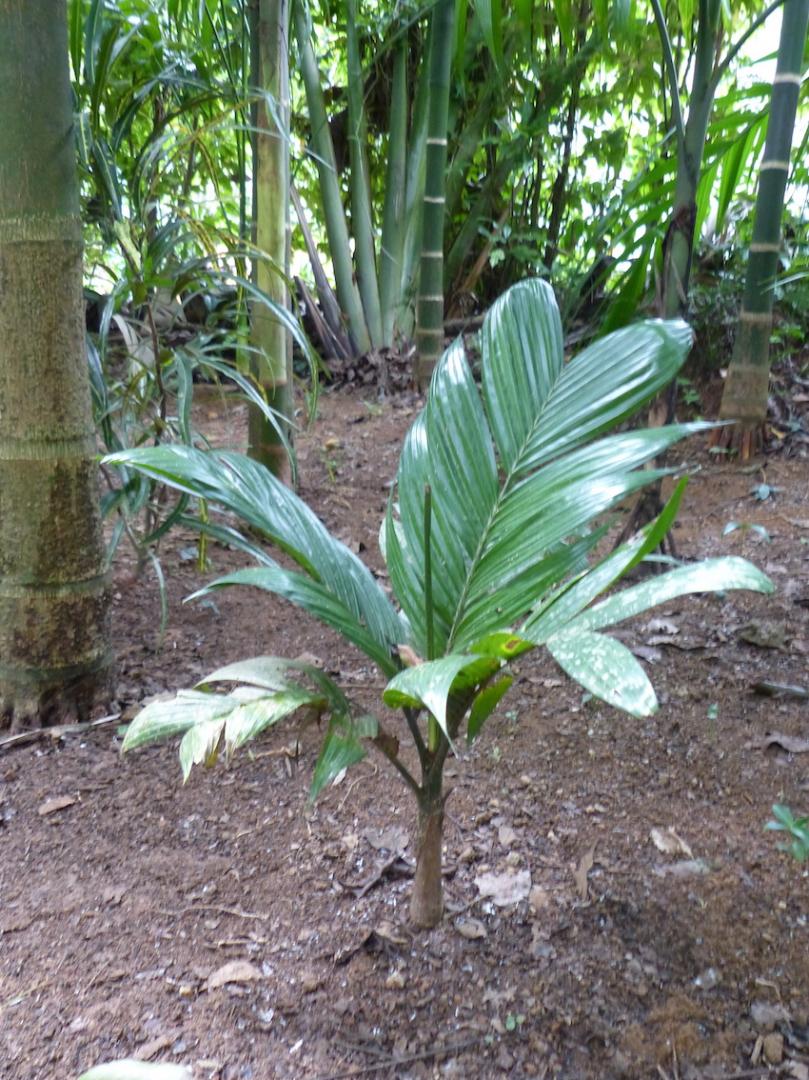 Areca catechu dwarf seedlings vs normal seedlings - DISCUSSING PALM ...