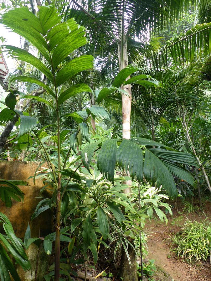 Pinanga copelandii - DISCUSSING PALM TREES WORLDWIDE - PalmTalk