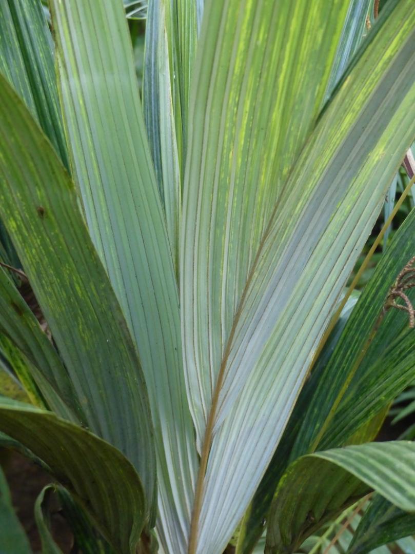 Sommieria leucophylla in First Garden - DISCUSSING PALM TREES WORLDWIDE ...