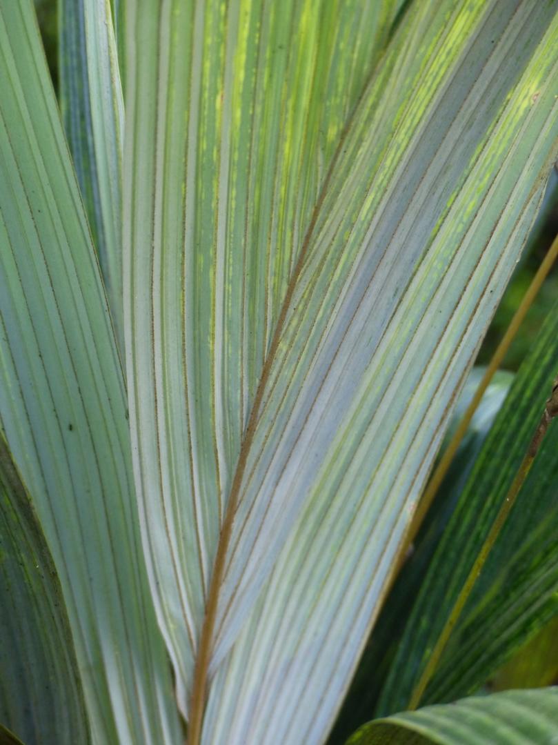 Sommieria leucophylla in First Garden - DISCUSSING PALM TREES WORLDWIDE ...