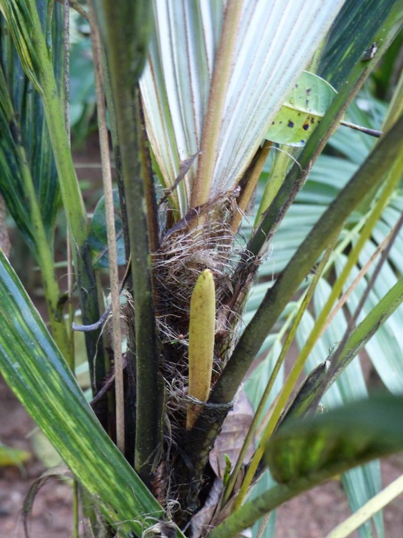 Sommieria leucophylla in First Garden - DISCUSSING PALM TREES WORLDWIDE ...
