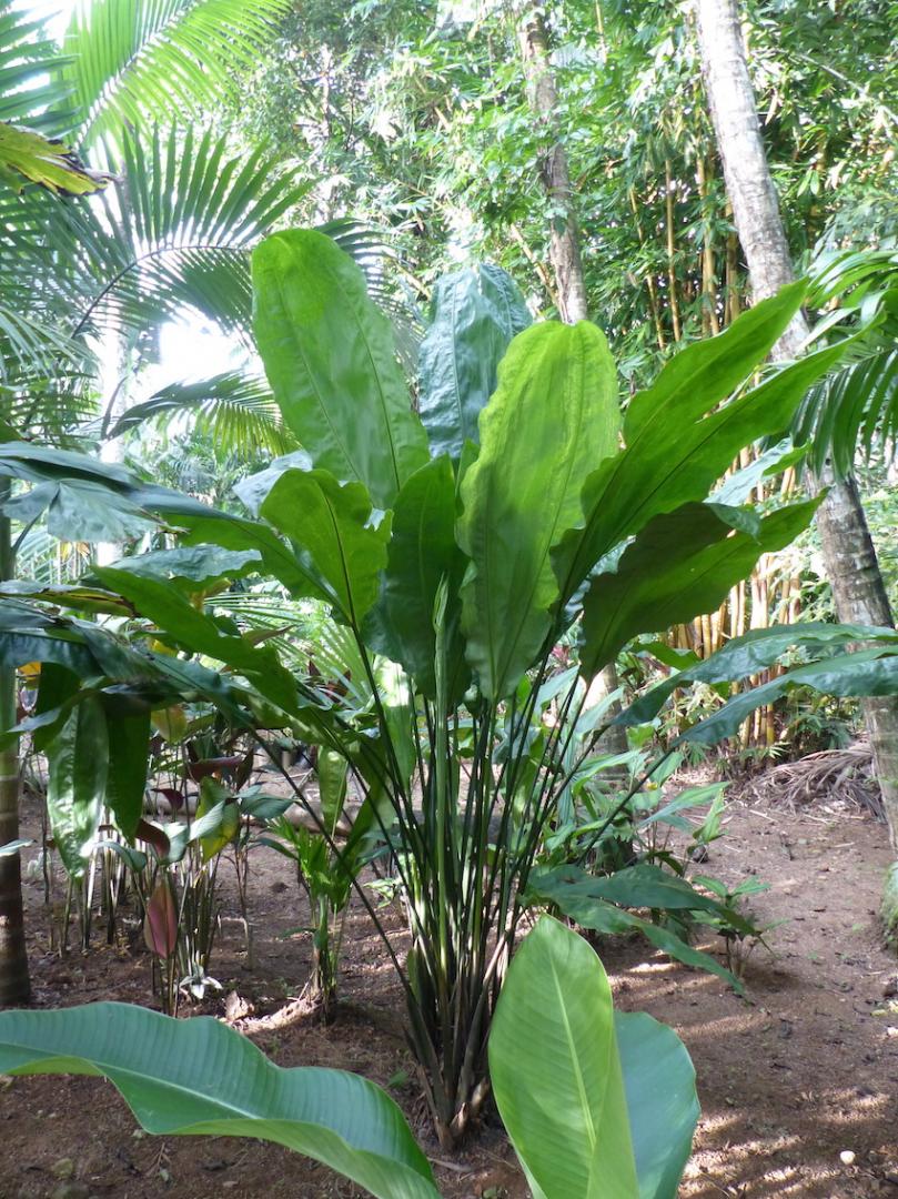 Cyclanthus bipartitus in Morning Garden - TROPICAL LOOKING PLANTS ...