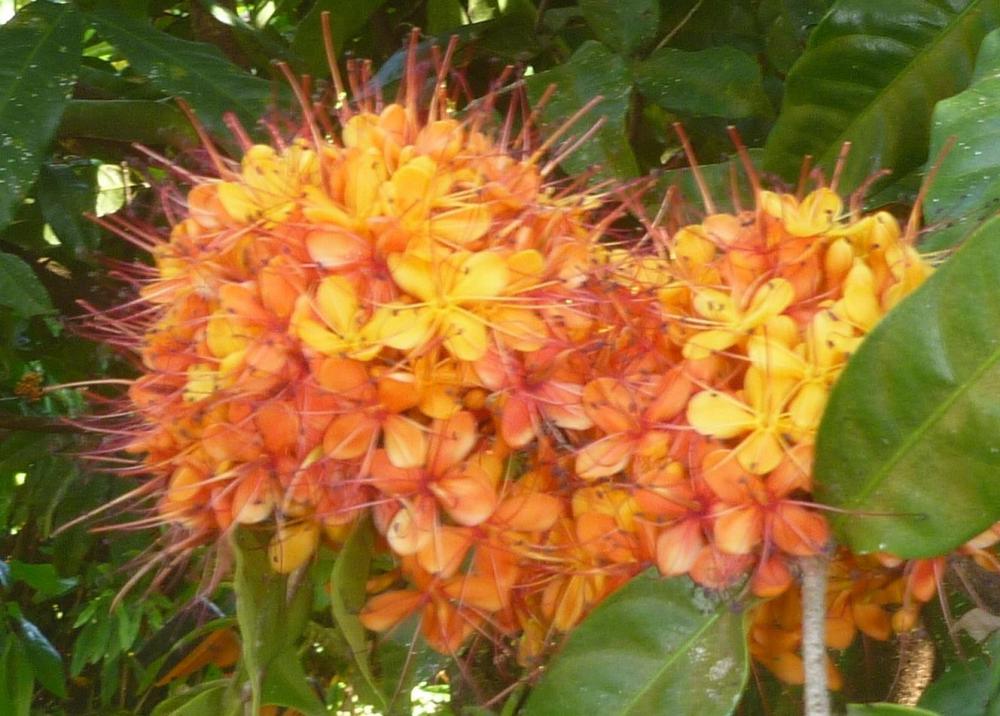 Saraca asoca/indica flowering - TROPICAL LOOKING PLANTS - Other Than ...