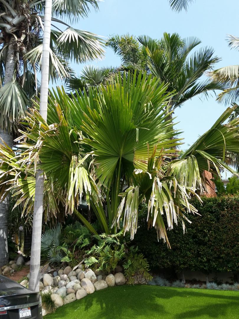 Study of Corypha - DISCUSSING PALM TREES WORLDWIDE - PalmTalk