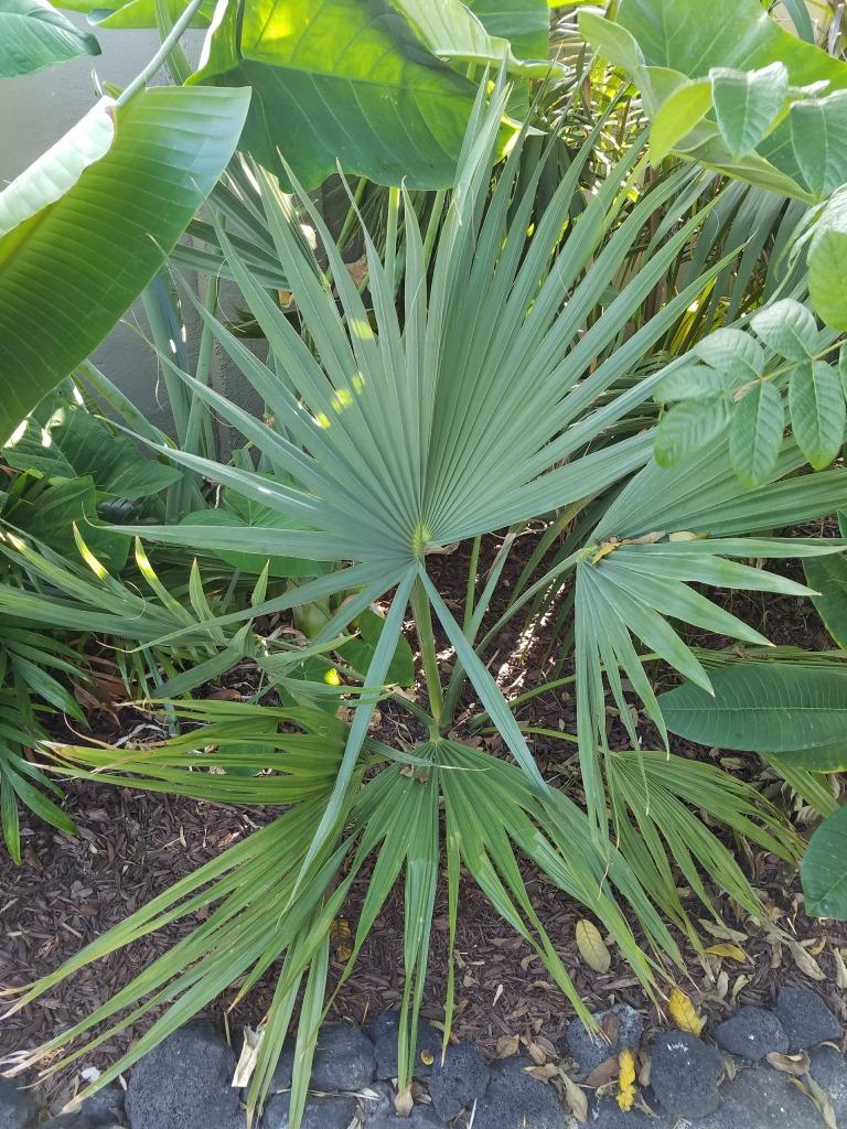 Sabal species ID - DISCUSSING PALM TREES WORLDWIDE - PalmTalk
