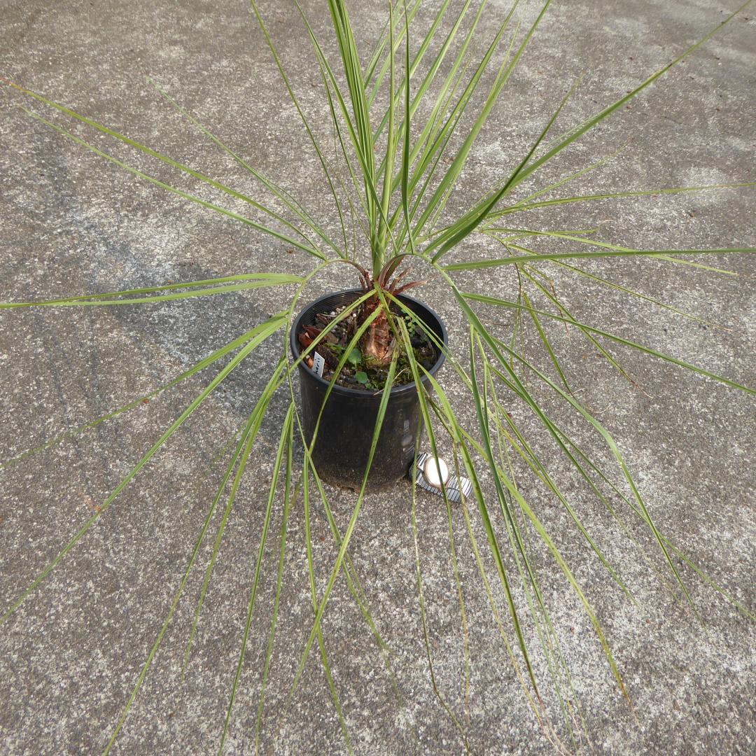 Butia Archeri - DISCUSSING PALM TREES WORLDWIDE - PalmTalk