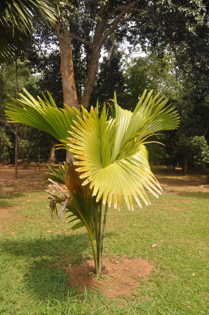 Lodoicea maldivica seed sprout - DISCUSSING PALM TREES WORLDWIDE - PalmTalk
