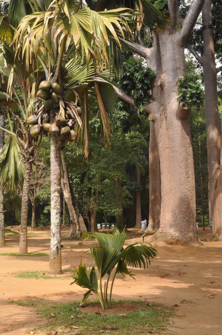 Lodoicea maldivica seed sprout - DISCUSSING PALM TREES WORLDWIDE - PalmTalk