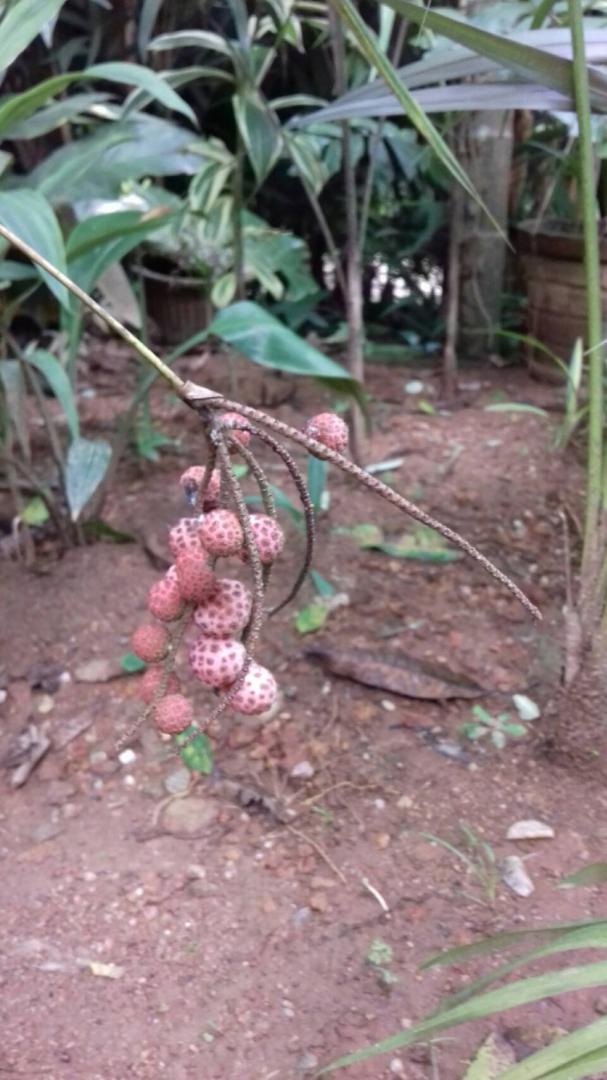 Sommieria seeds - DISCUSSING PALM TREES WORLDWIDE - PalmTalk