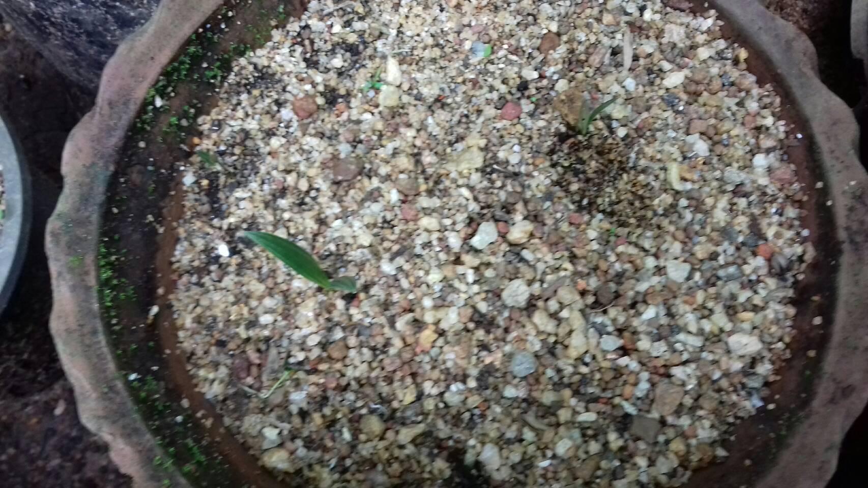 Sommieria seeds - DISCUSSING PALM TREES WORLDWIDE - PalmTalk