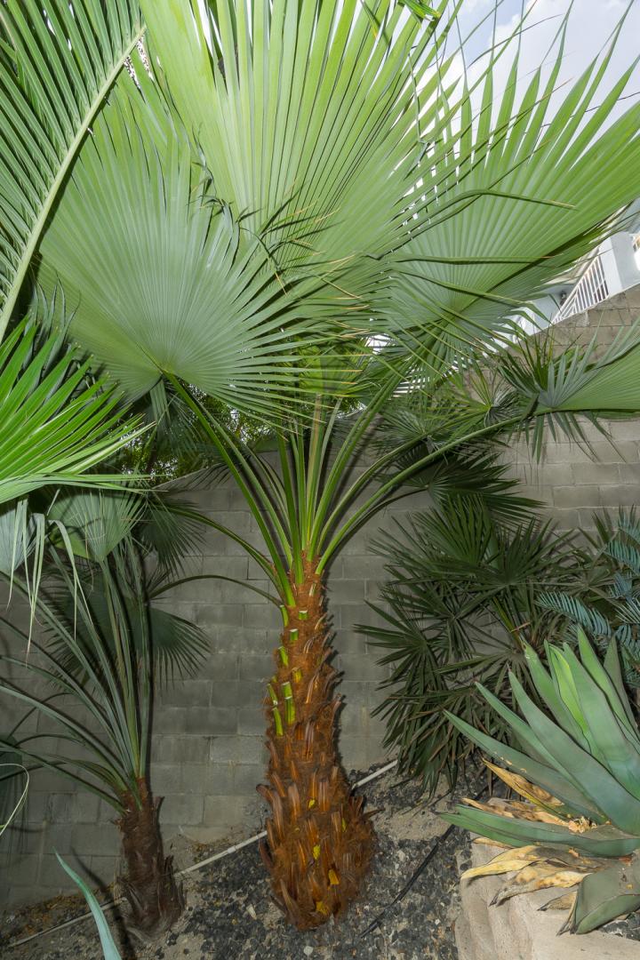 Braheas in my garden - DISCUSSING PALM TREES WORLDWIDE - PalmTalk