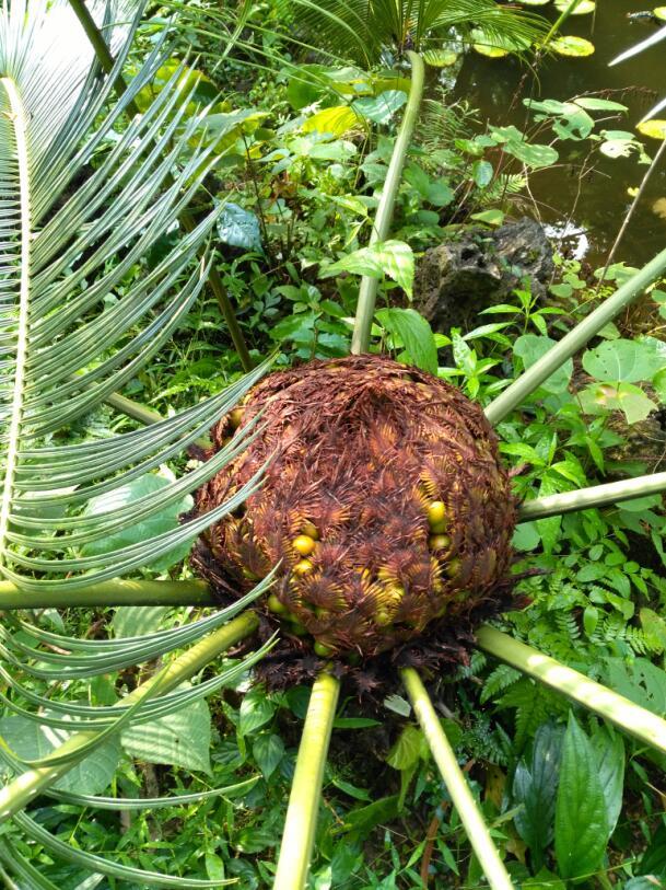 Seeds of Cycas multipinnata,ferruginea,debaoensis,hongheensis ...