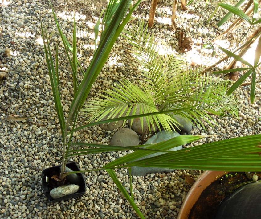 Ceroxylon amazonicum - DISCUSSING PALM TREES WORLDWIDE - PalmTalk