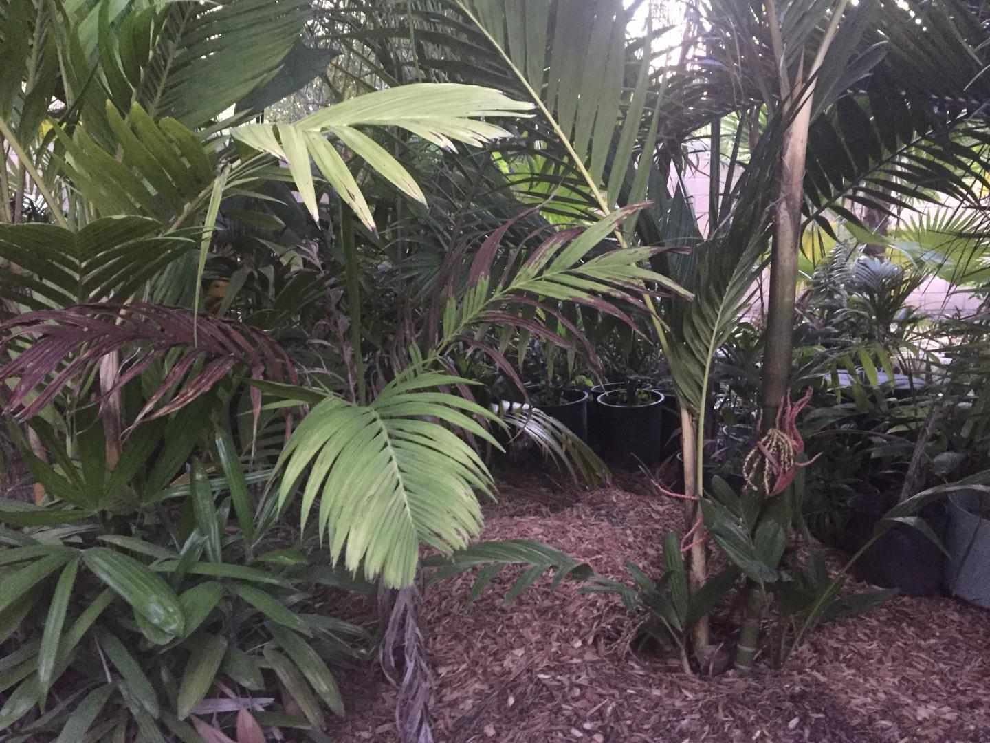 Pinanga insignis... really? - DISCUSSING PALM TREES WORLDWIDE - PalmTalk