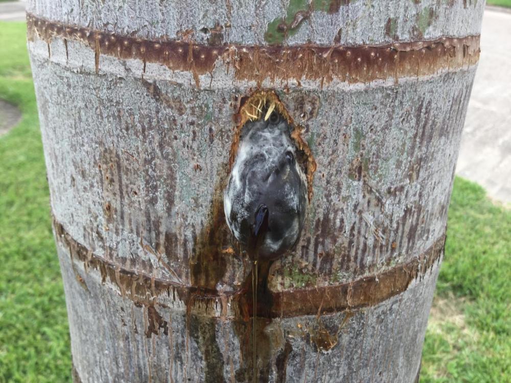 Foxtail Parasite - DISCUSSING PALM TREES WORLDWIDE - PalmTalk